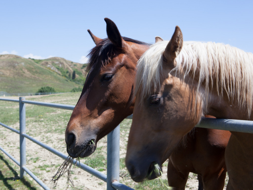 Farm-house La Canonica - Certaldo (Florence)